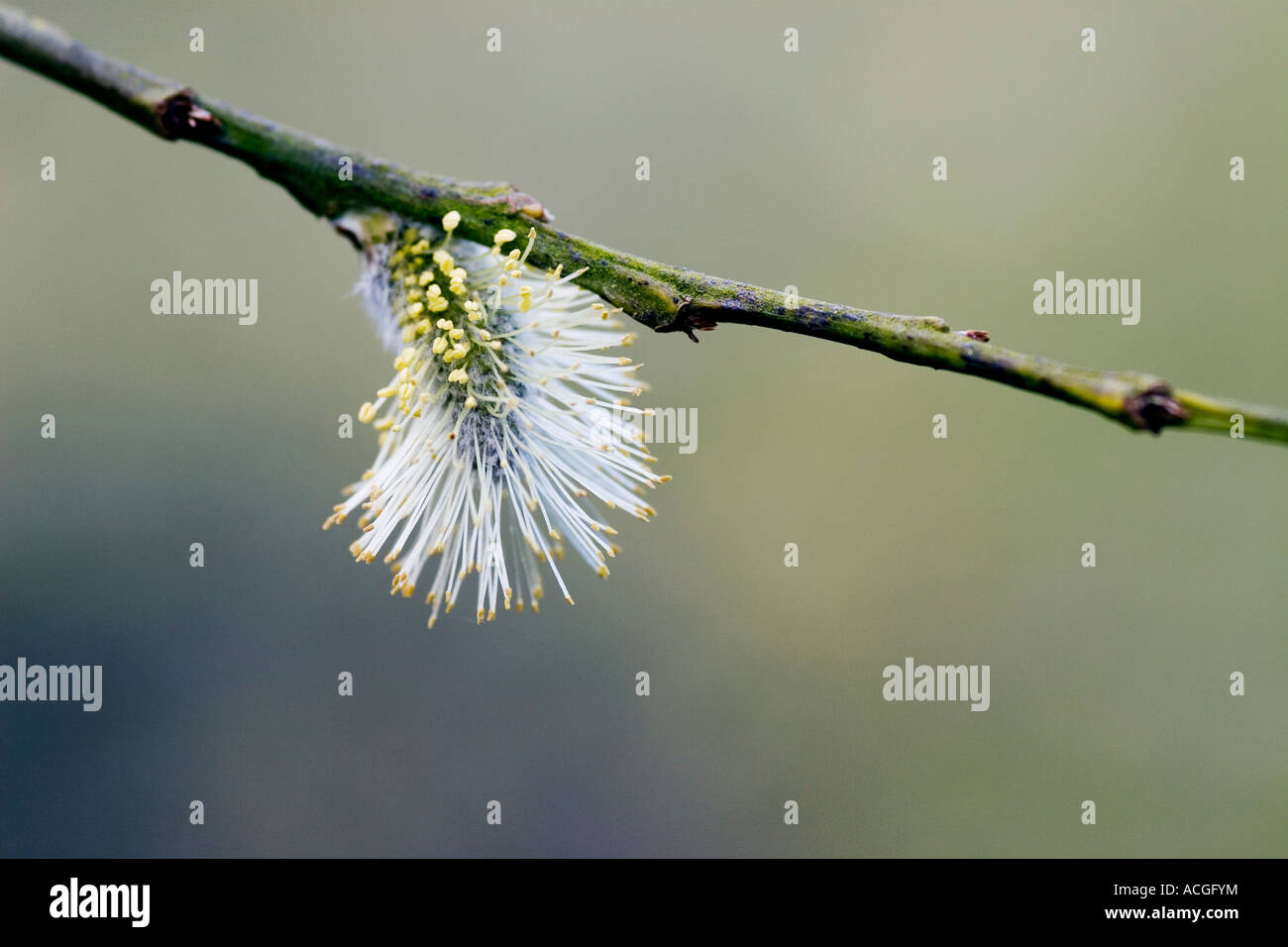 Salix caprea. Pussy willow catkin Stock Photo - Alamy