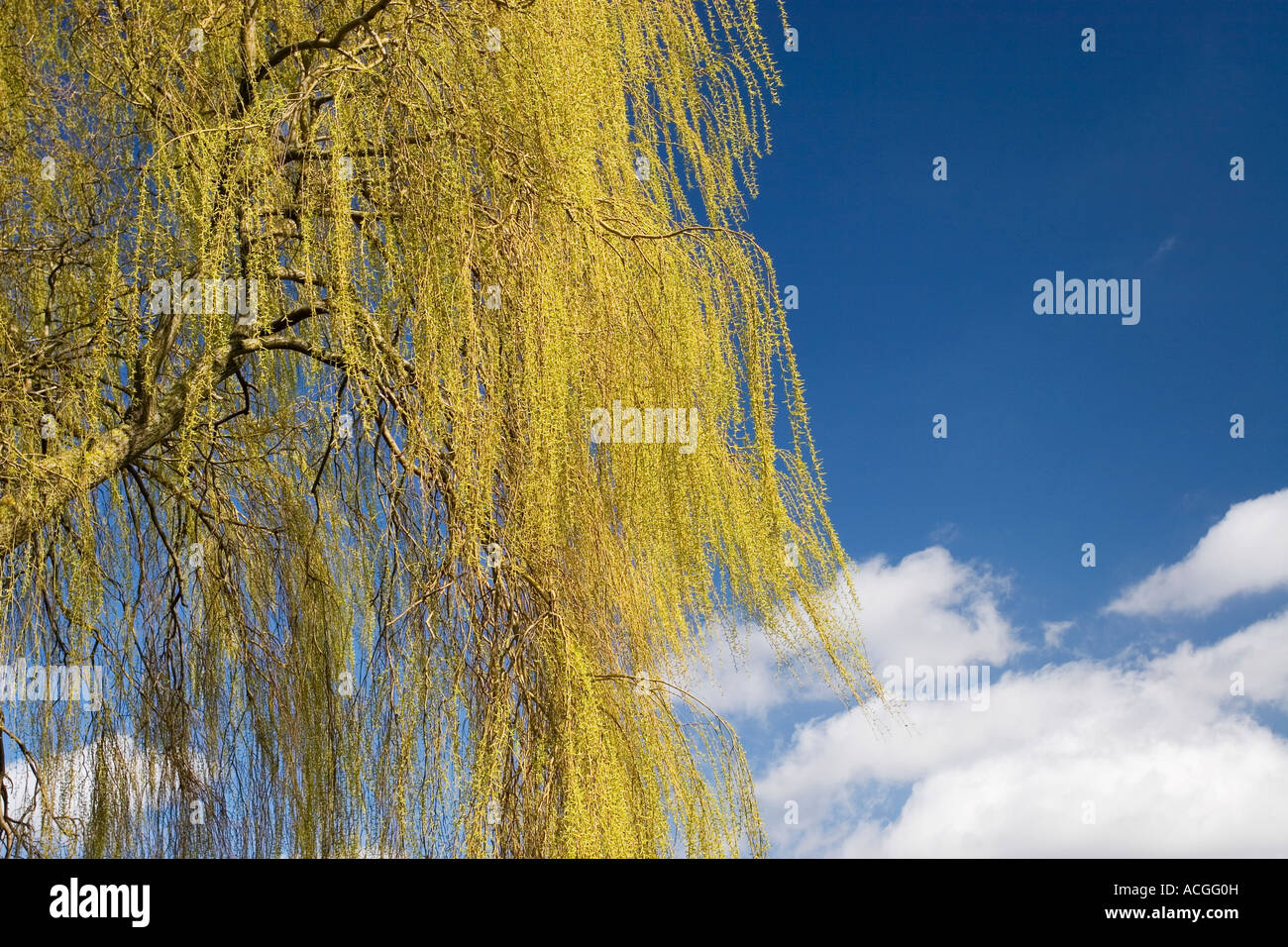 Wind blowing weeping willow tree hi-res stock photography and images ...