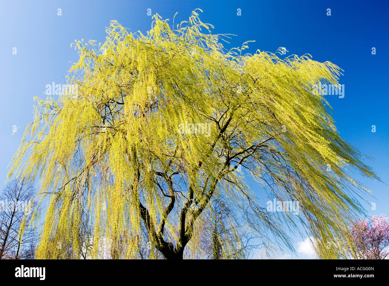 Tree branches blowing in the wind hi-res stock photography and images ...