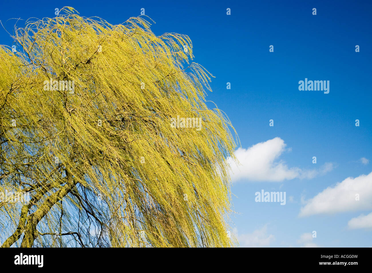 Wind blowing weeping willow tree hi-res stock photography and images ...
