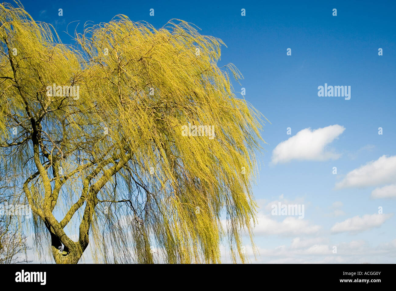 Wind blowing weeping willow tree hi-res stock photography and images ...