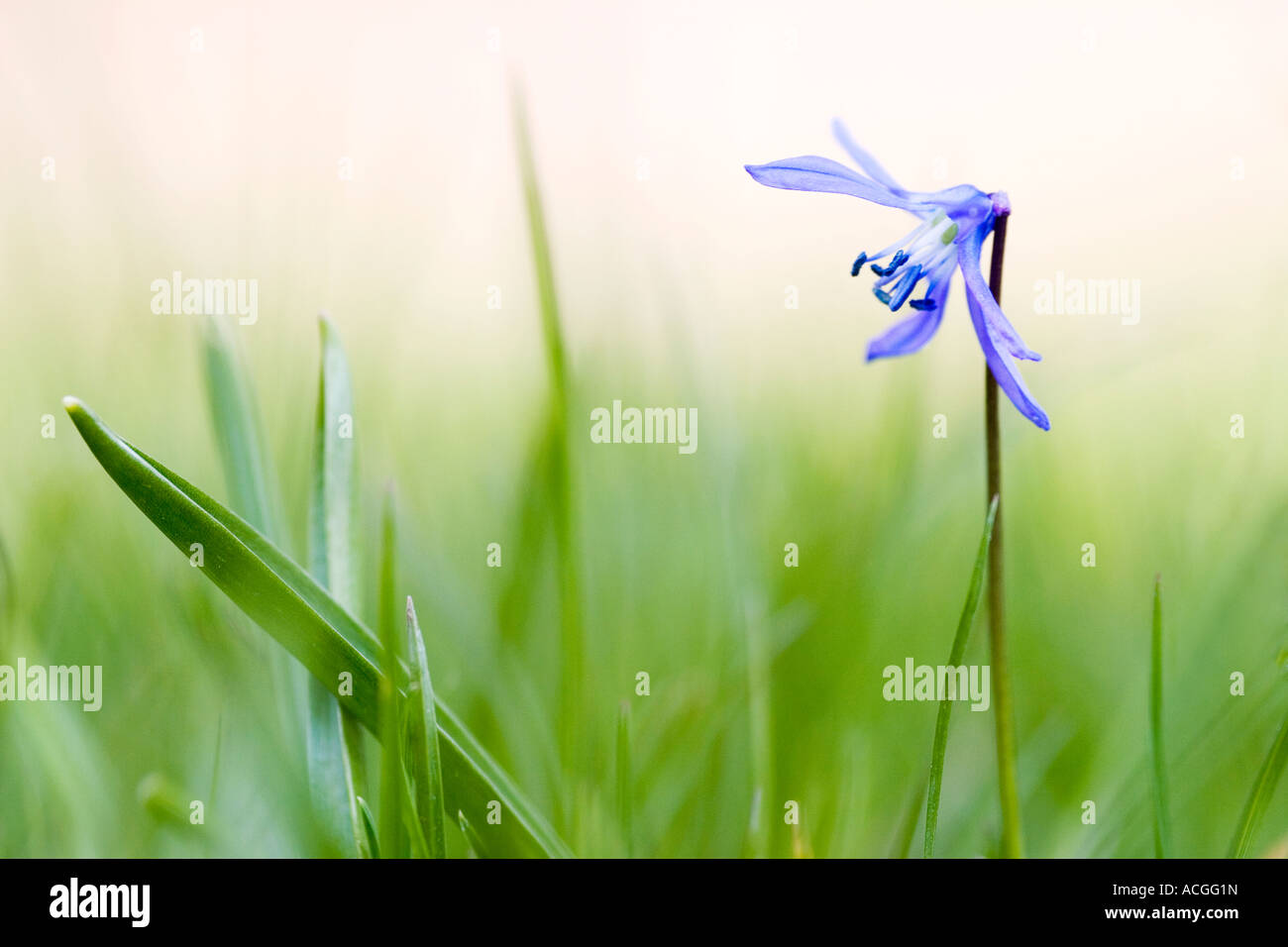 Scilla siberica. Siberian squill flower in amongst grass against a hazy ...