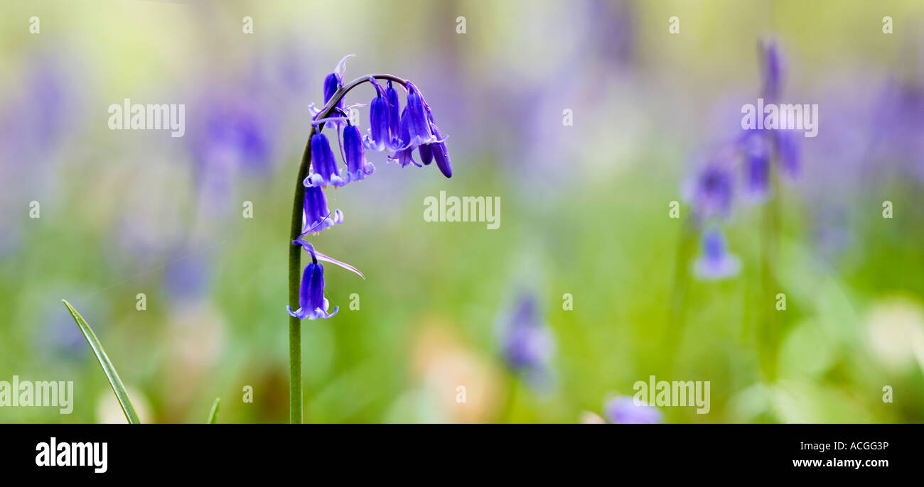 Hyacinthoides non scripta. Bluebell flower in an English woodland ...