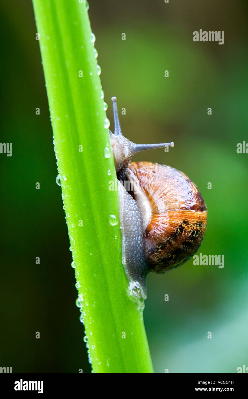 English garden snail hi-res stock photography and images - Alamy