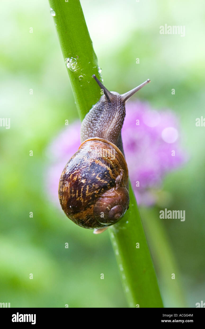 English garden snail hi-res stock photography and images - Alamy