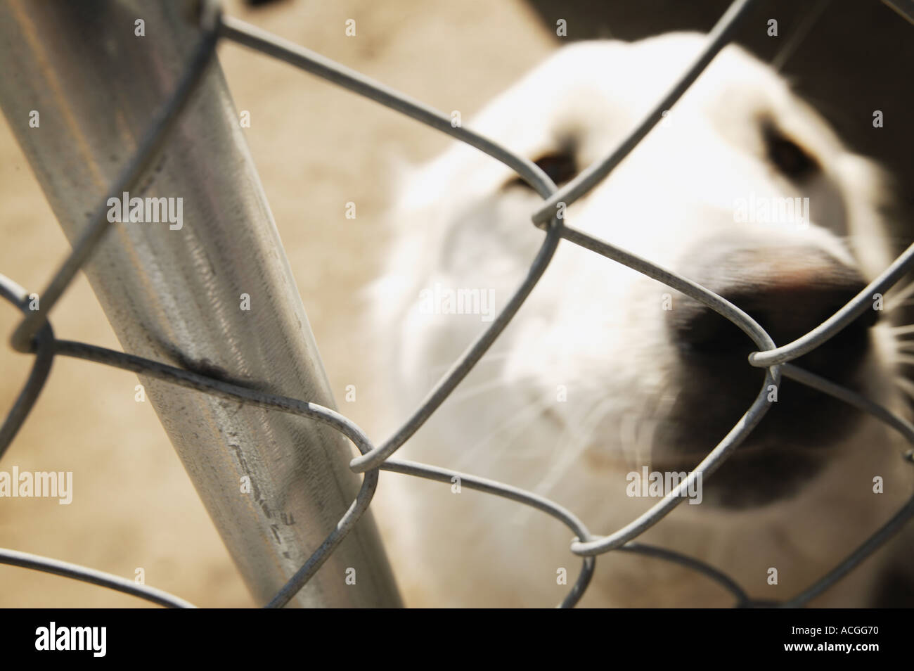 Dog behind fence Stock Photo - Alamy