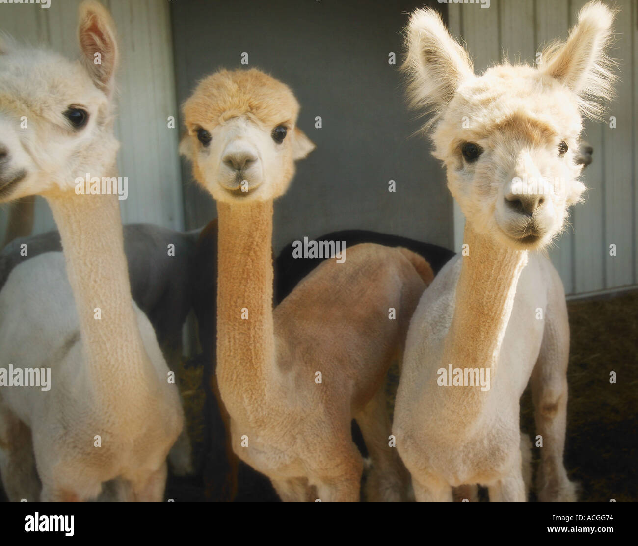 Baby lamas hi-res stock photography and images - Alamy