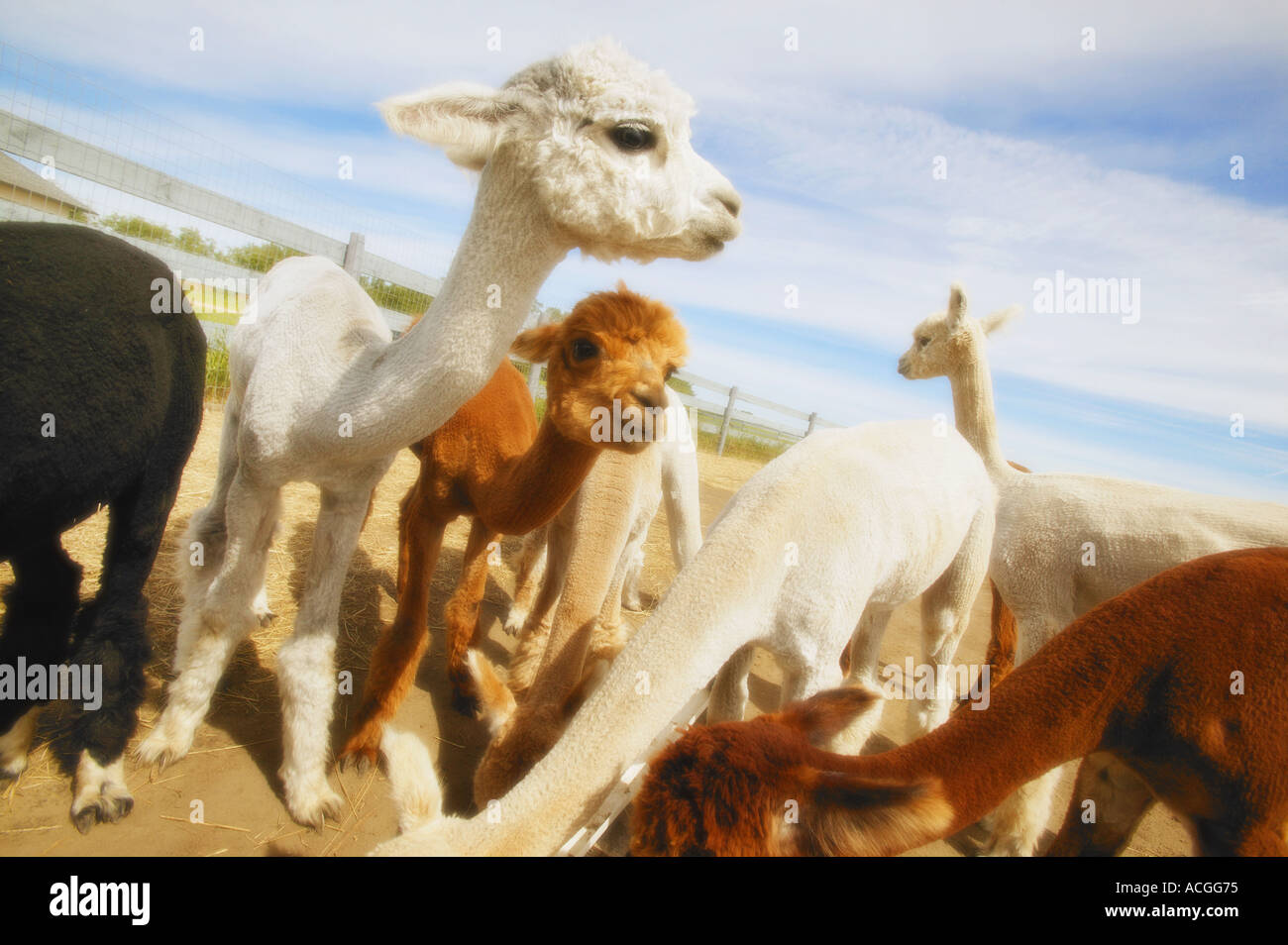 Herd of lamas Stock Photo - Alamy