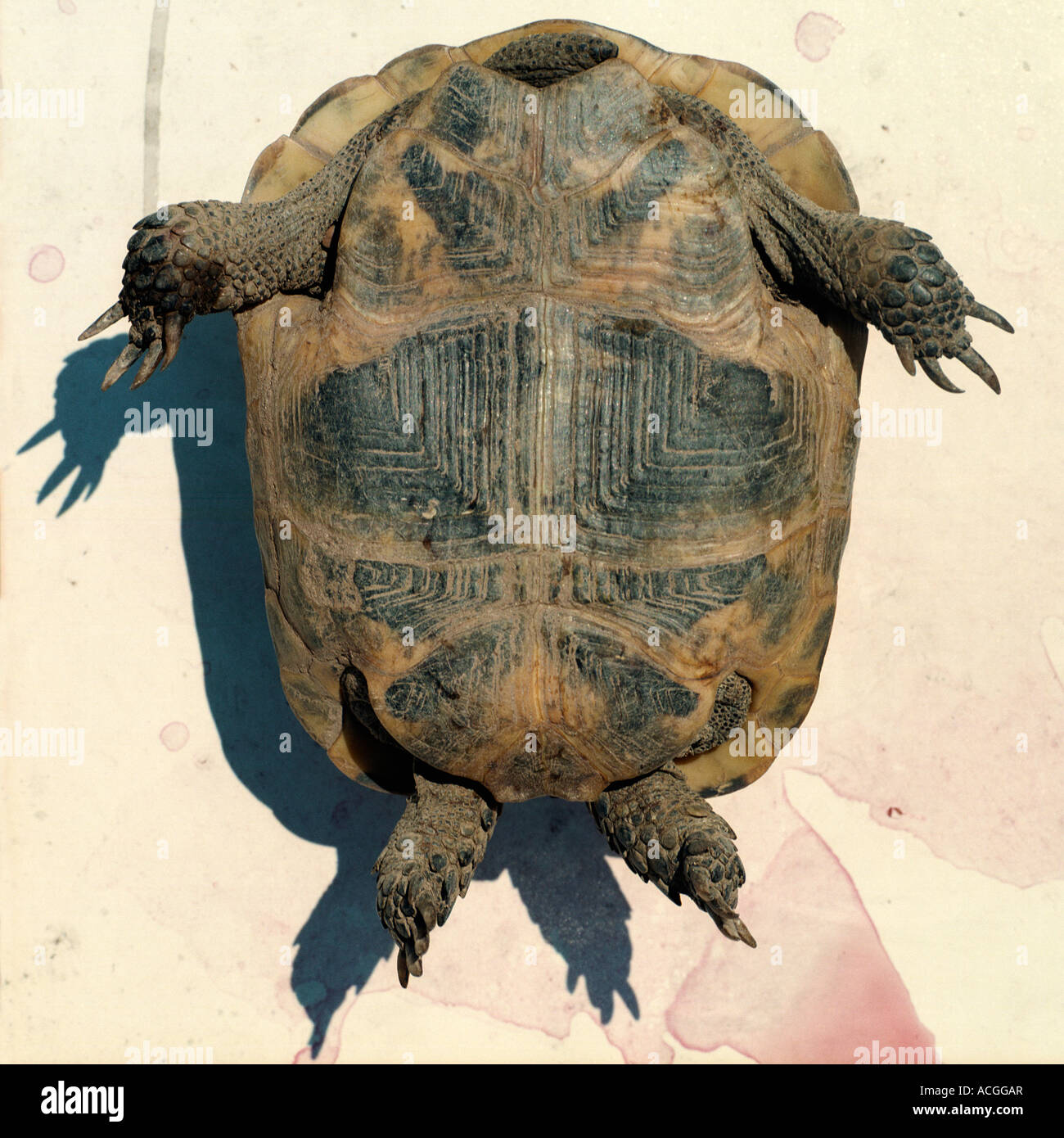 Fear the turtle hi-res stock photography and images - Alamy