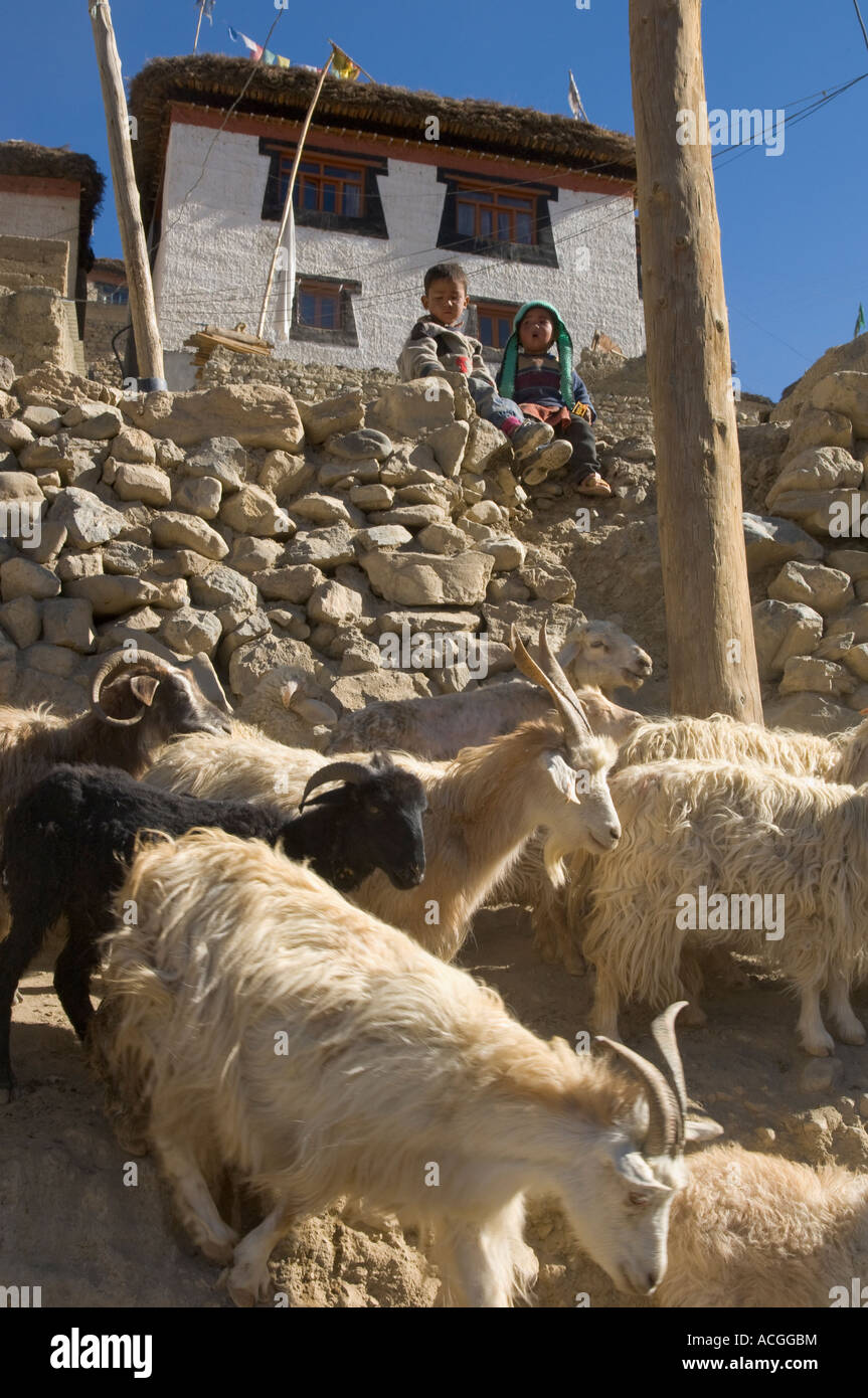 Goats passing by High Resolution Stock Photography and Images - Alamy