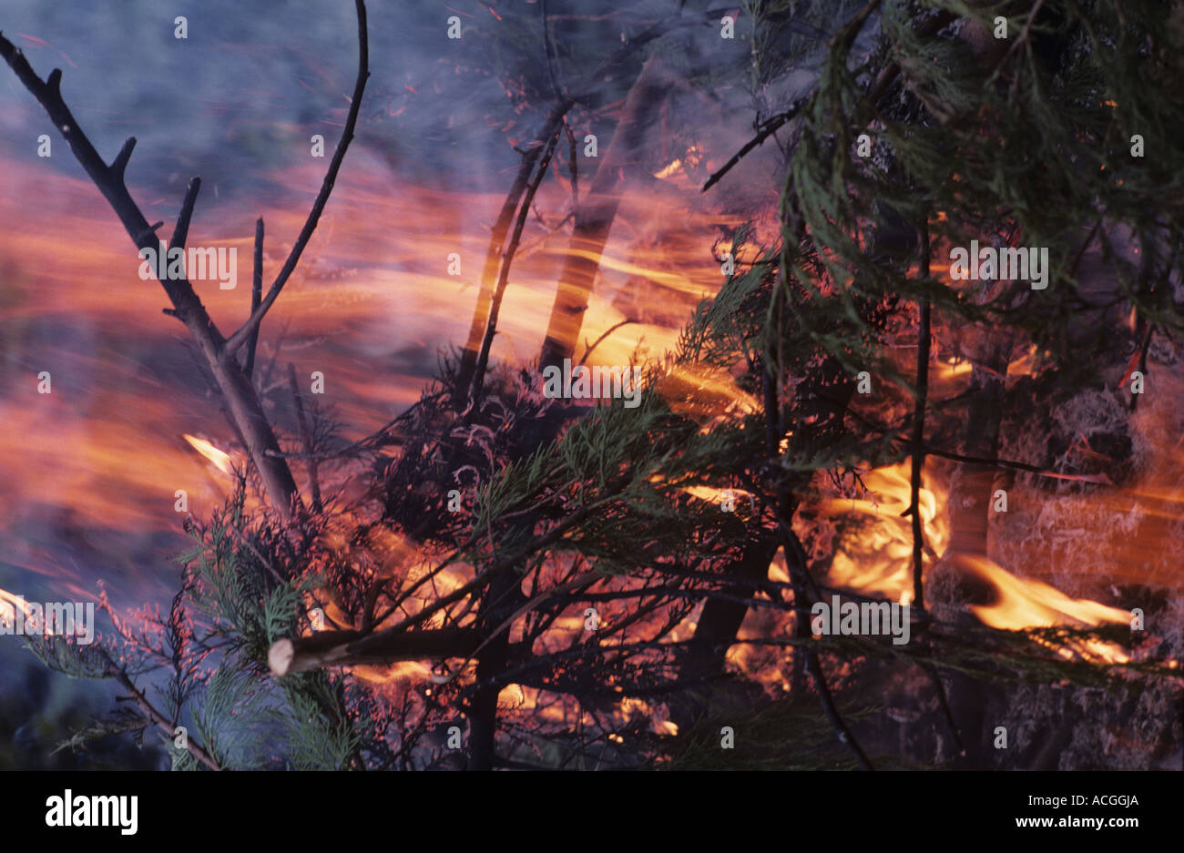 Flames of burning branches from coniferous trees Stock Photo - Alamy