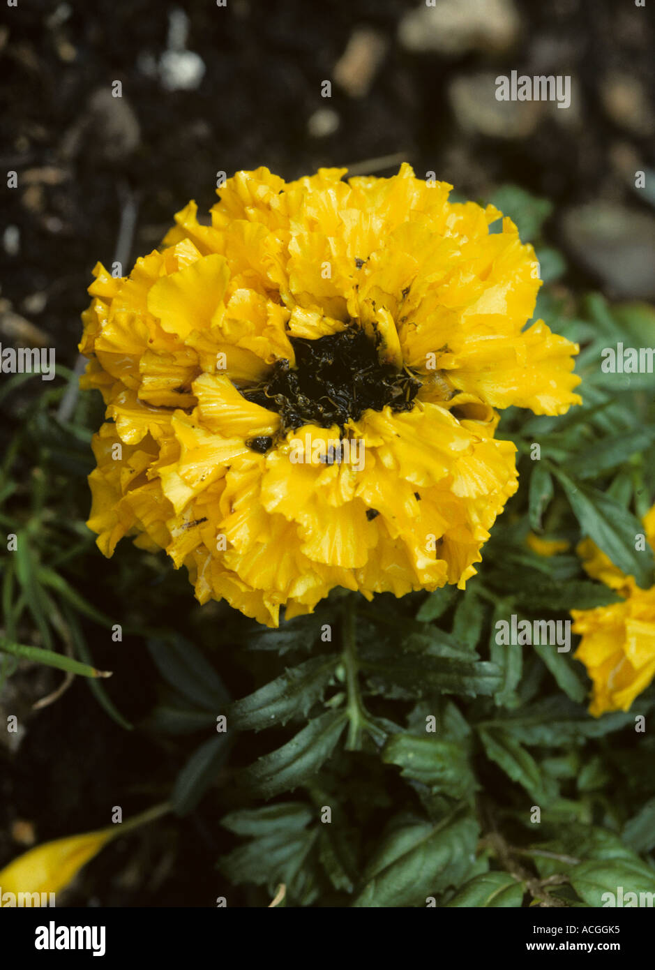 French marigold Tagetes sp with grey mould Botrytis cinerea diseased ...