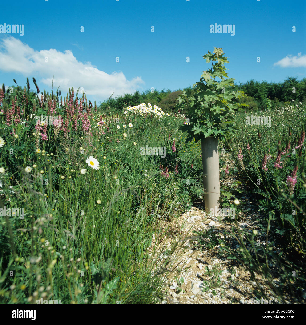 Norway maple sapling in new plantation with wild flowers growing ...