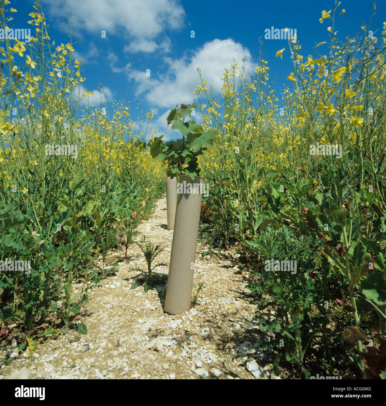 Norway maple sapling trees with kale game crop plant between rows Stock ...