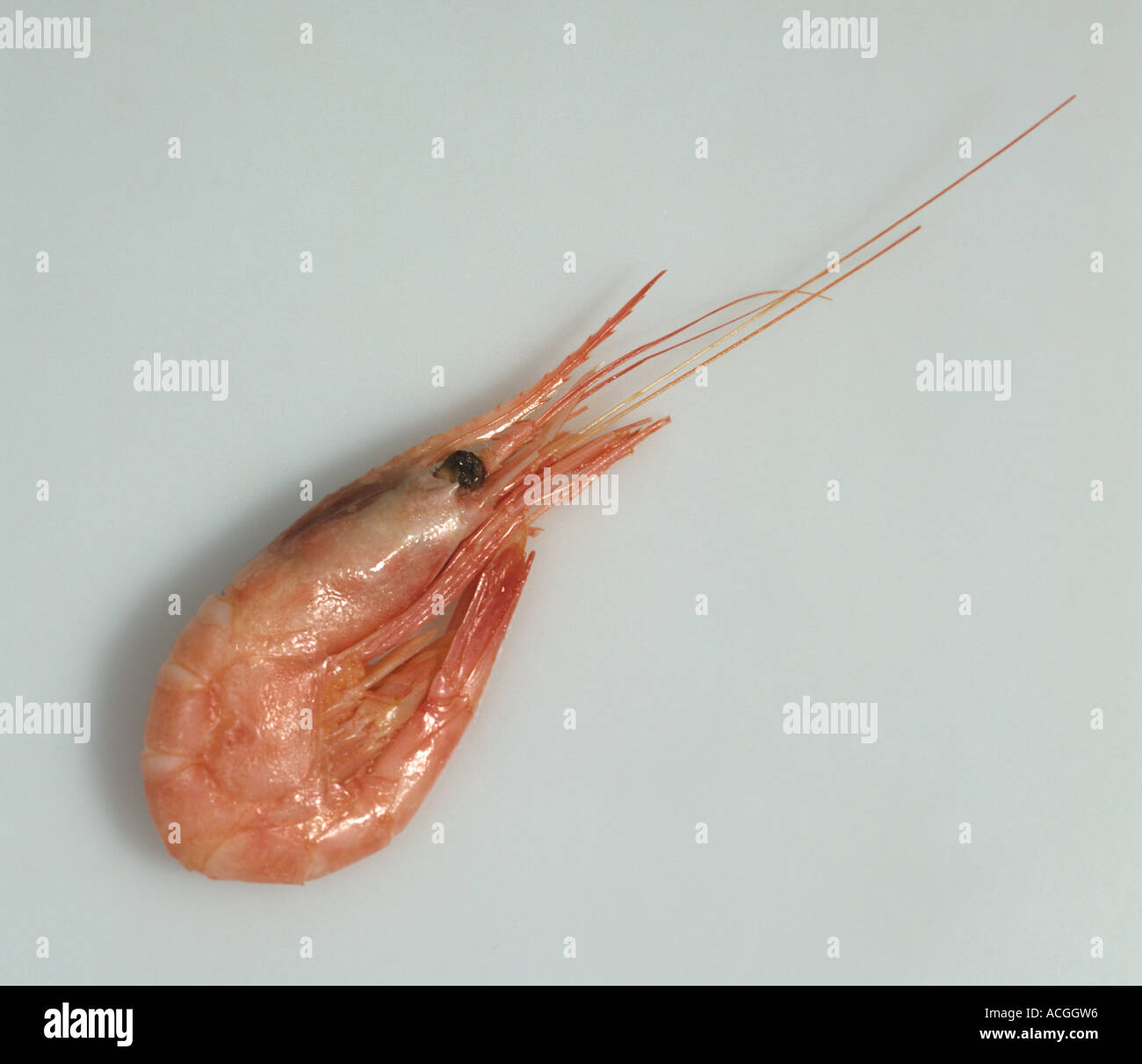 One cooked prawn against a white background Stock Photo - Alamy