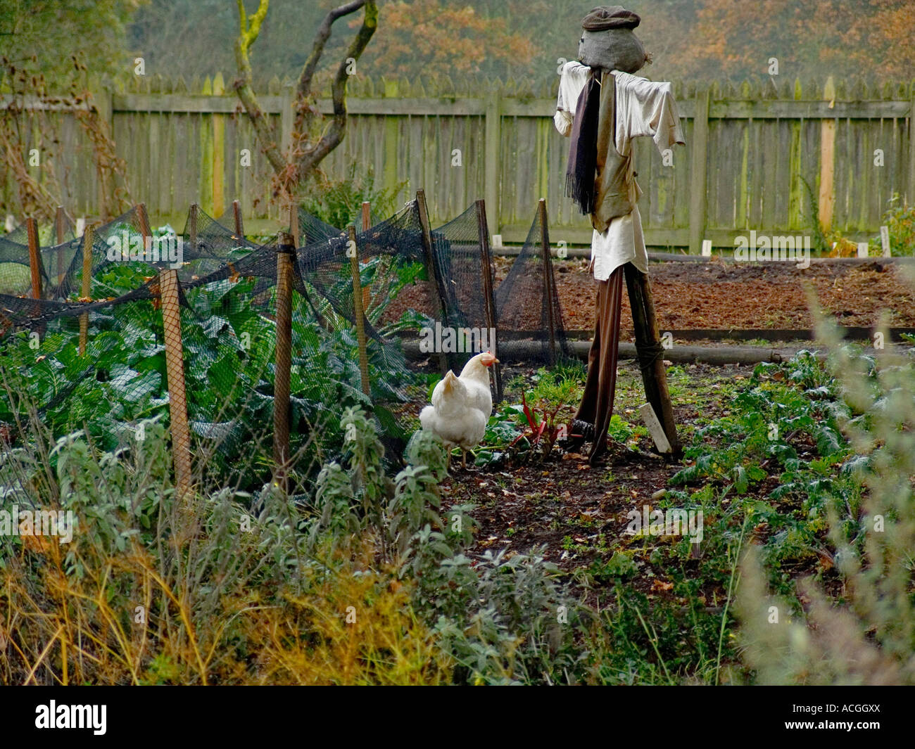 Scarecrow in a kitchen garden hi-res stock photography and images - Alamy