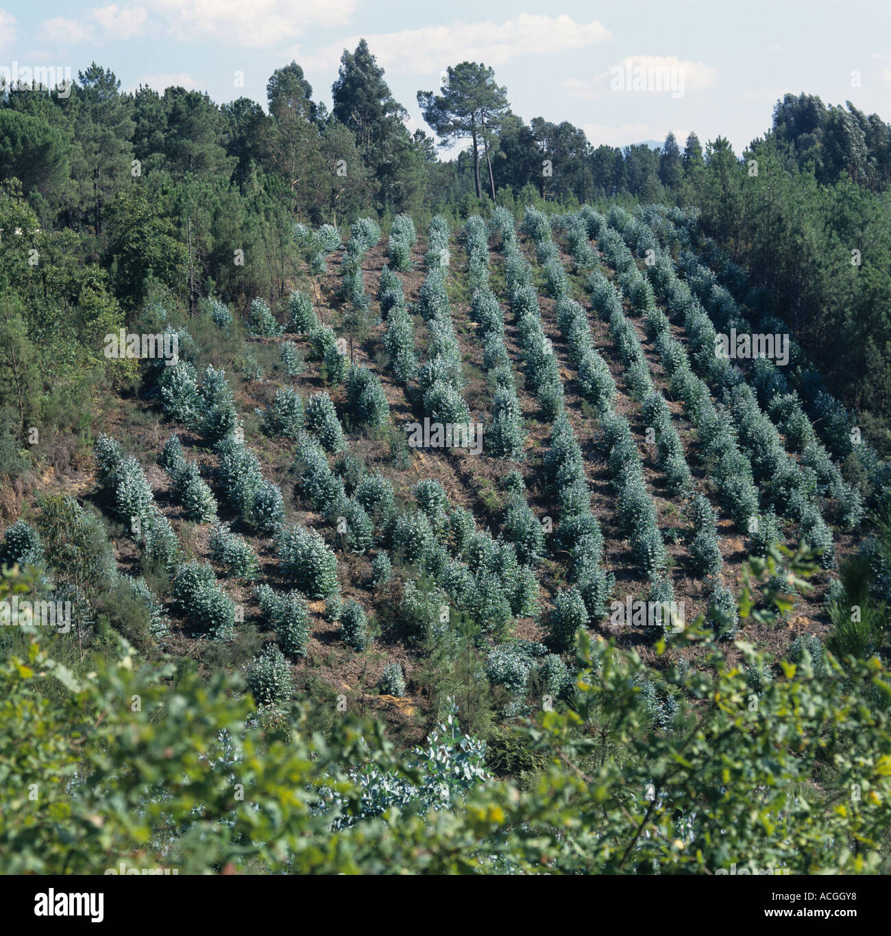 Blue gum plantation hi-res stock photography and images - Alamy