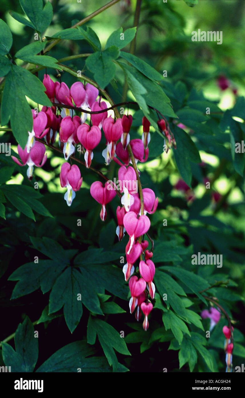 Garden plant Bleeding Heart Stock Photo - Alamy