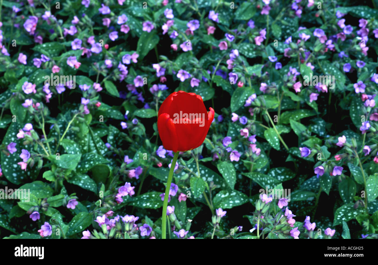 A tulip bloom and ground cover plant Stock Photo - Alamy