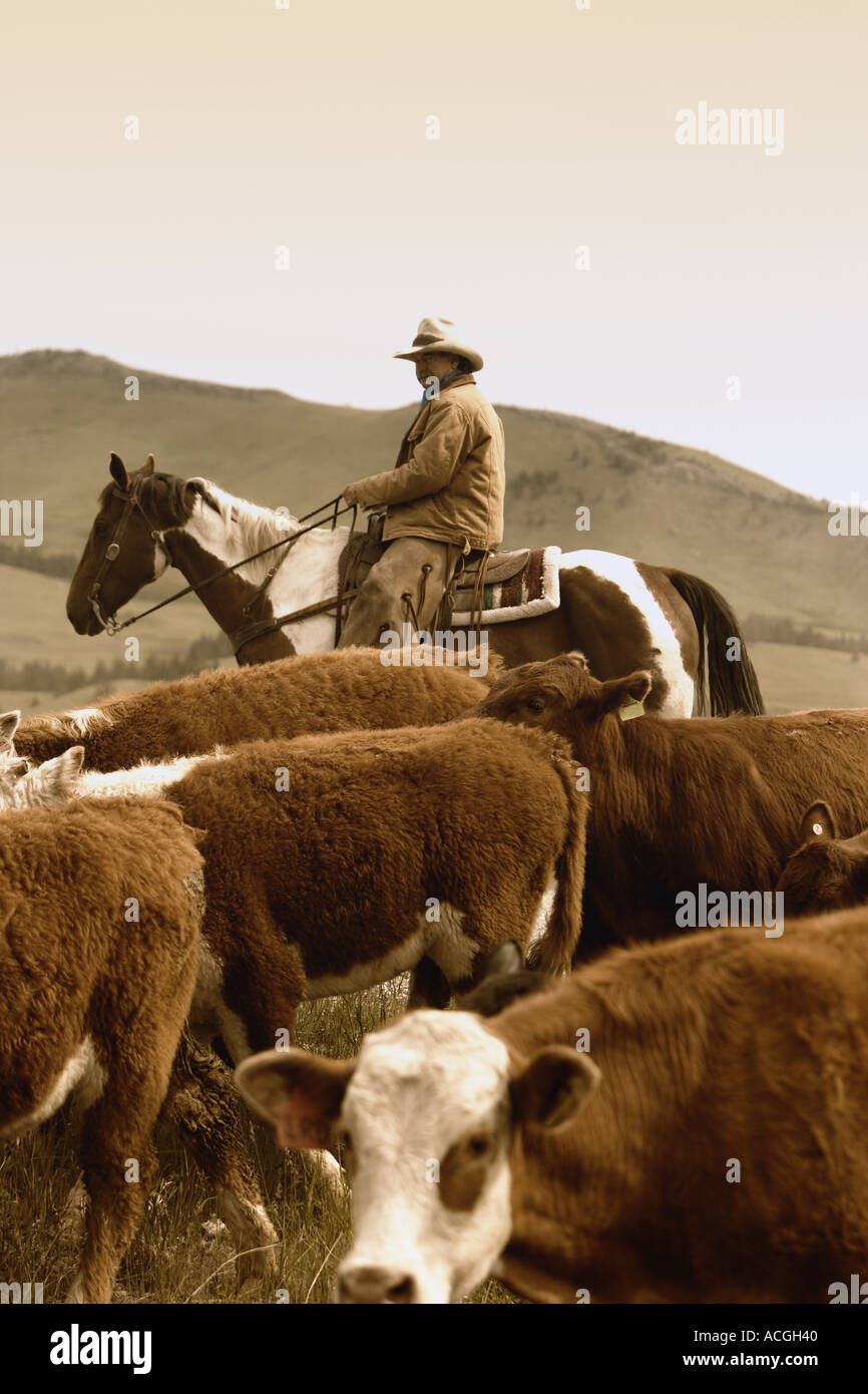 Western alberta cattle hi-res stock photography and images - Alamy
