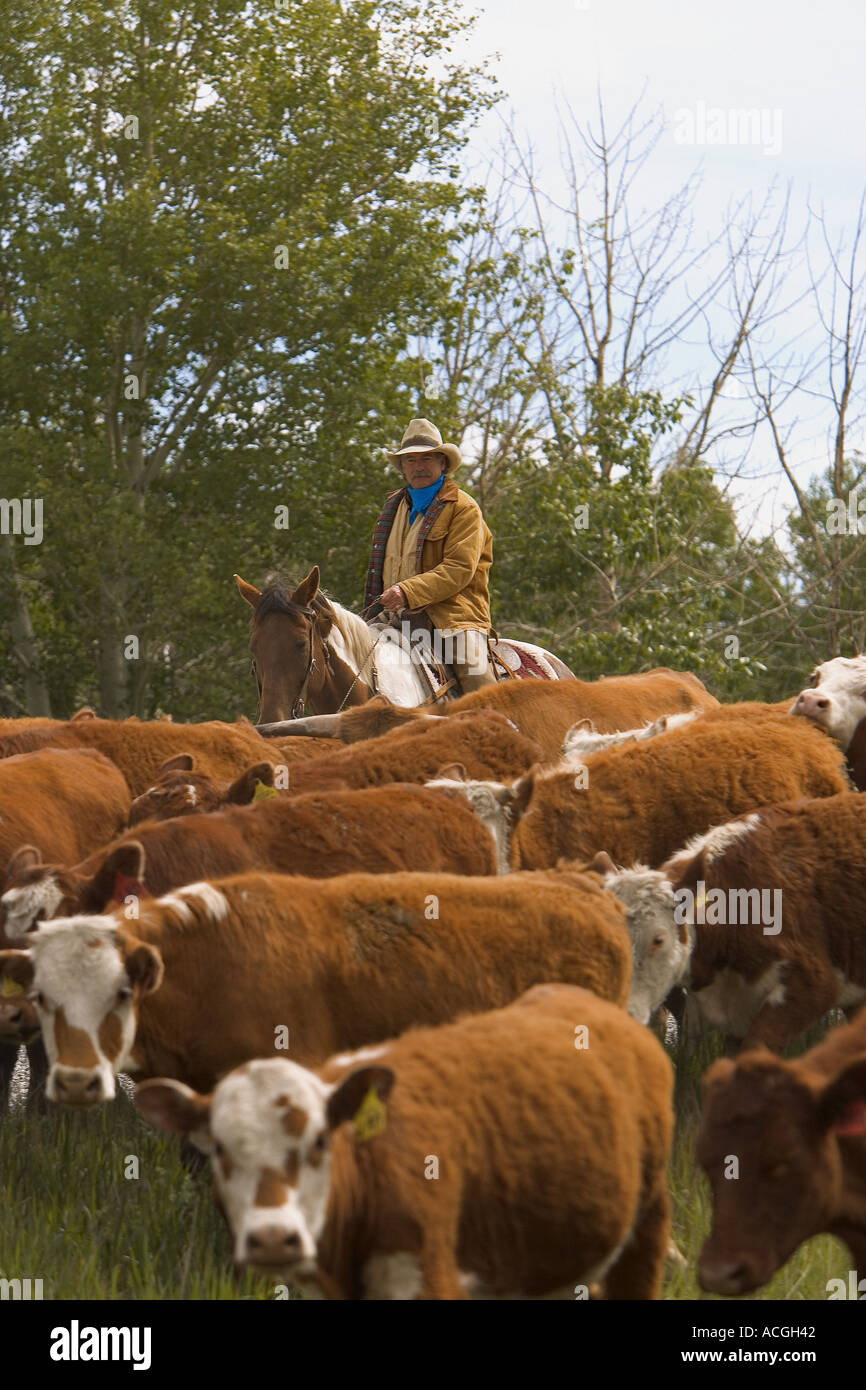 Rancher and cattle, Southern Alberta, Canada Stock Photo - Alamy