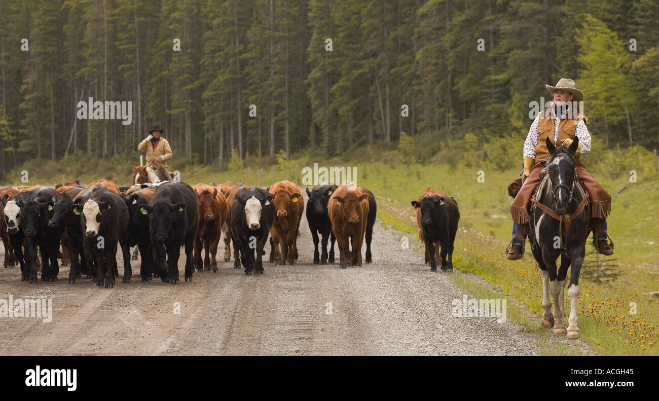 Female cattle rancher hi-res stock photography and images - Alamy