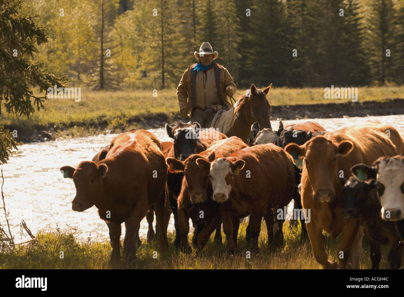Cattle drive, Southern Alberta, Canada Stock Photo - Alamy