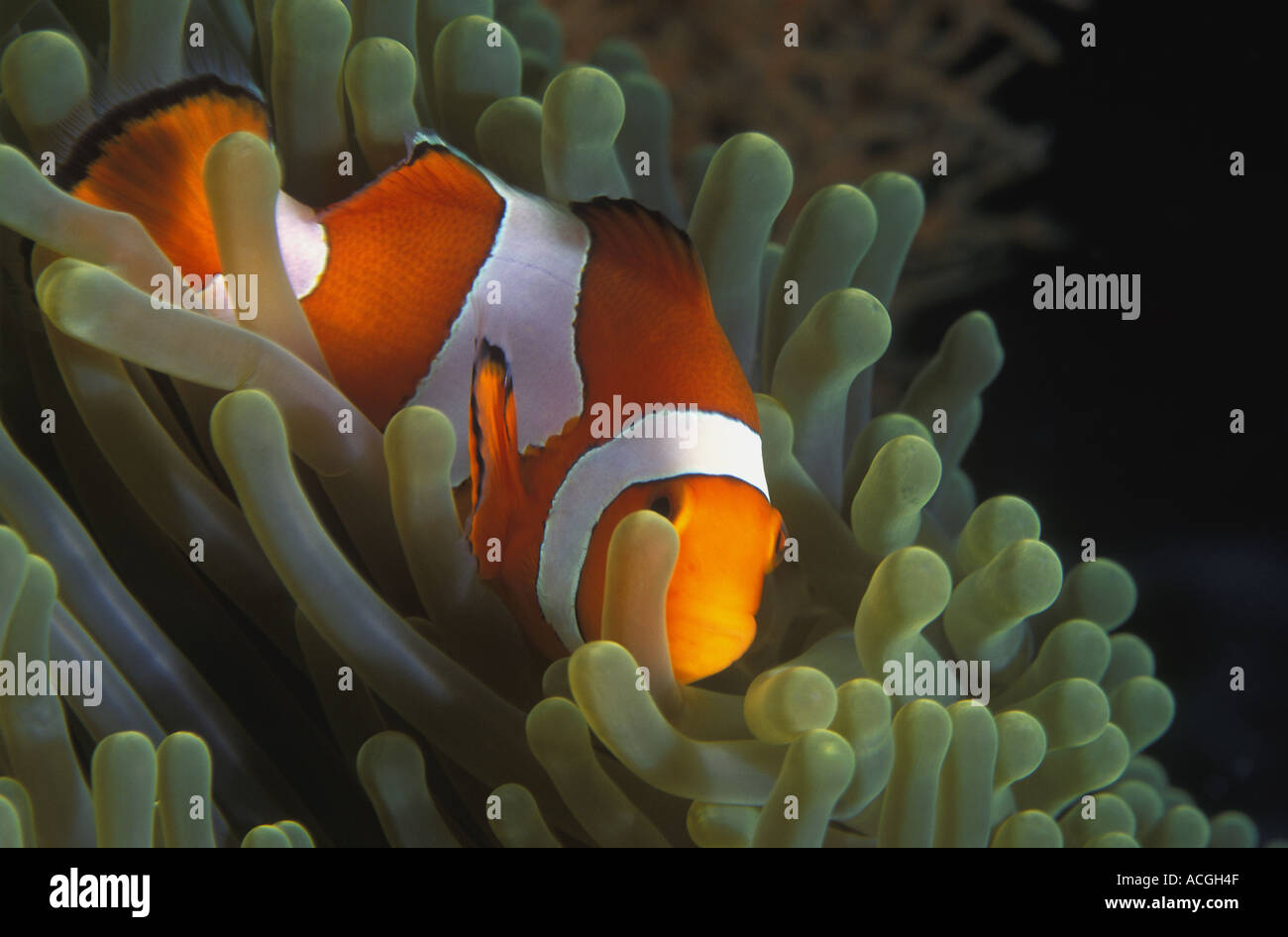 Clown fish hiding Stock Photo - Alamy