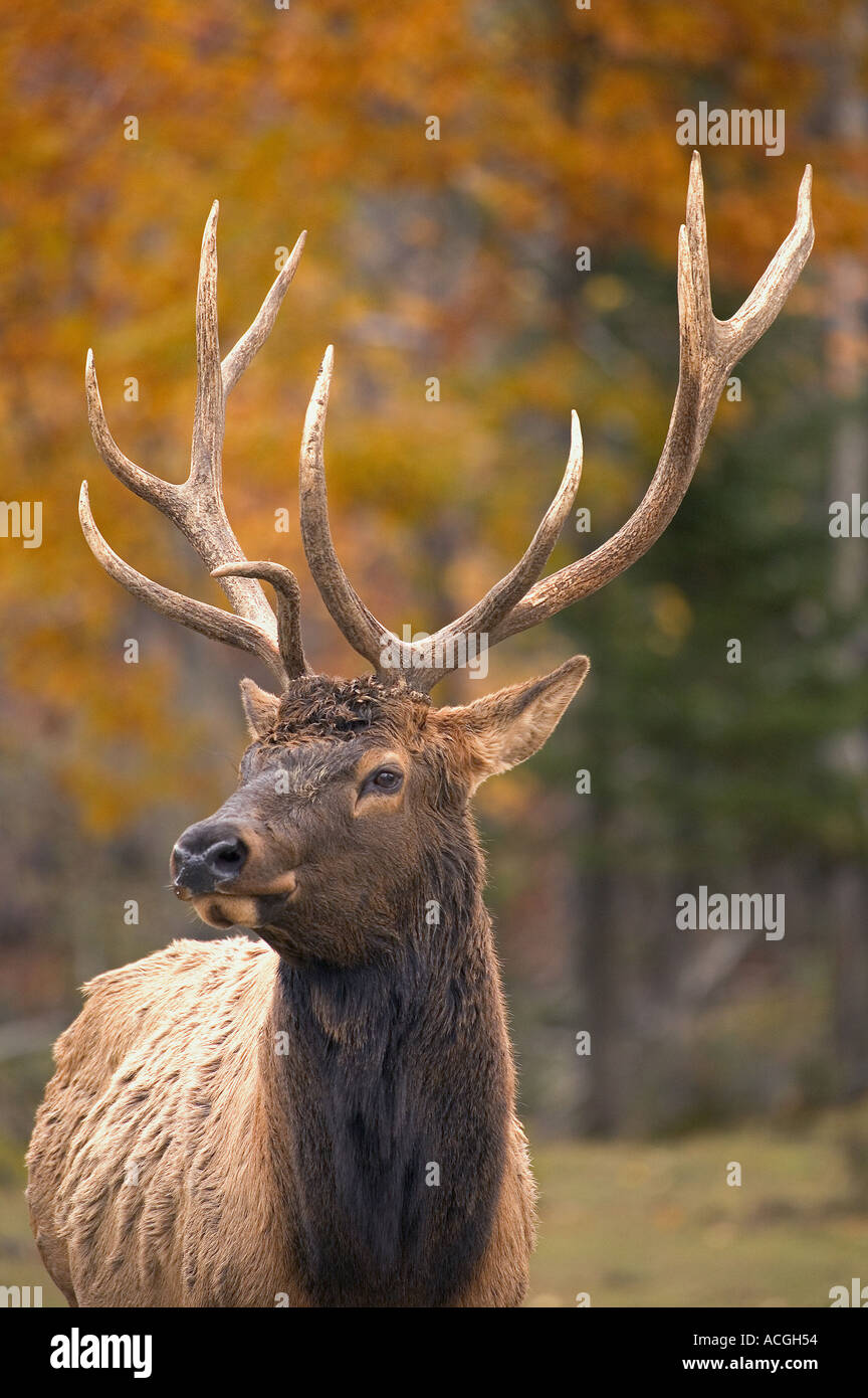 Large elk in Jasper National Park Alberta Canada Stock Photo - Alamy
