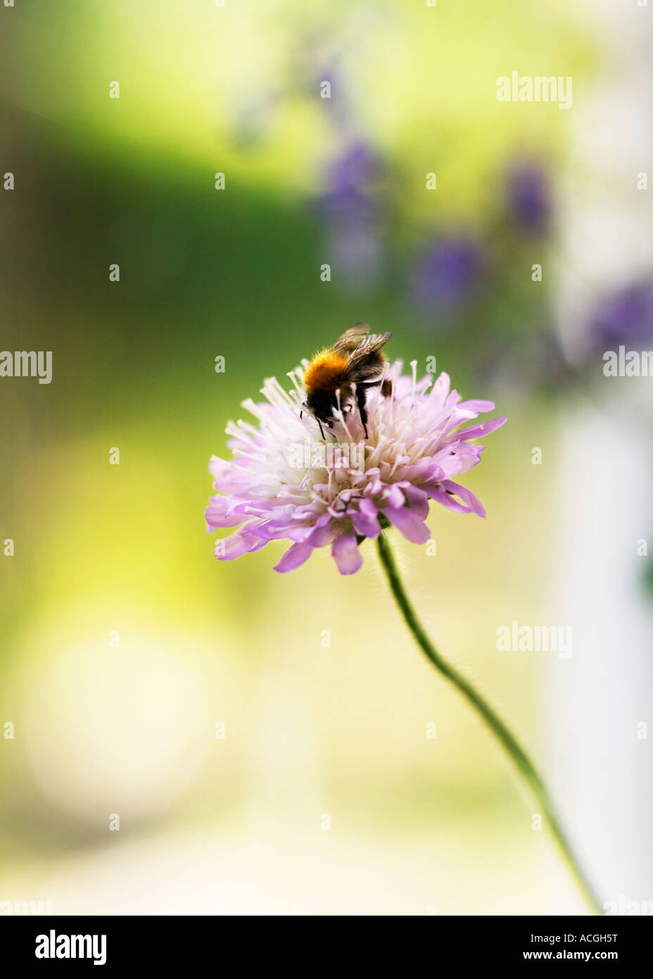 Bumblebee at a flower hi-res stock photography and images - Alamy