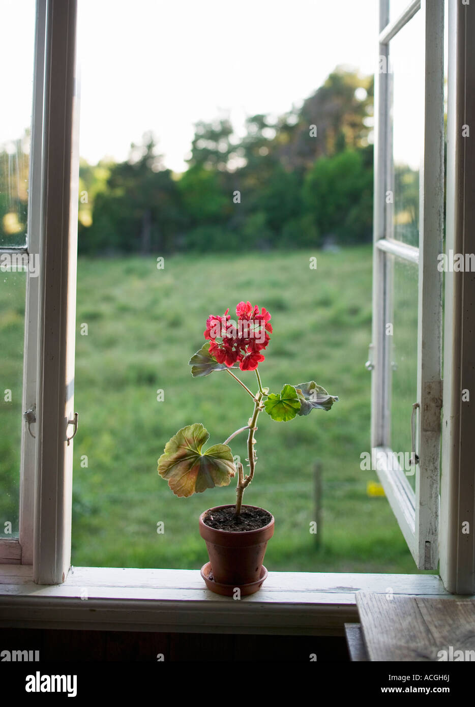A geranium in a window Stock Photo - Alamy