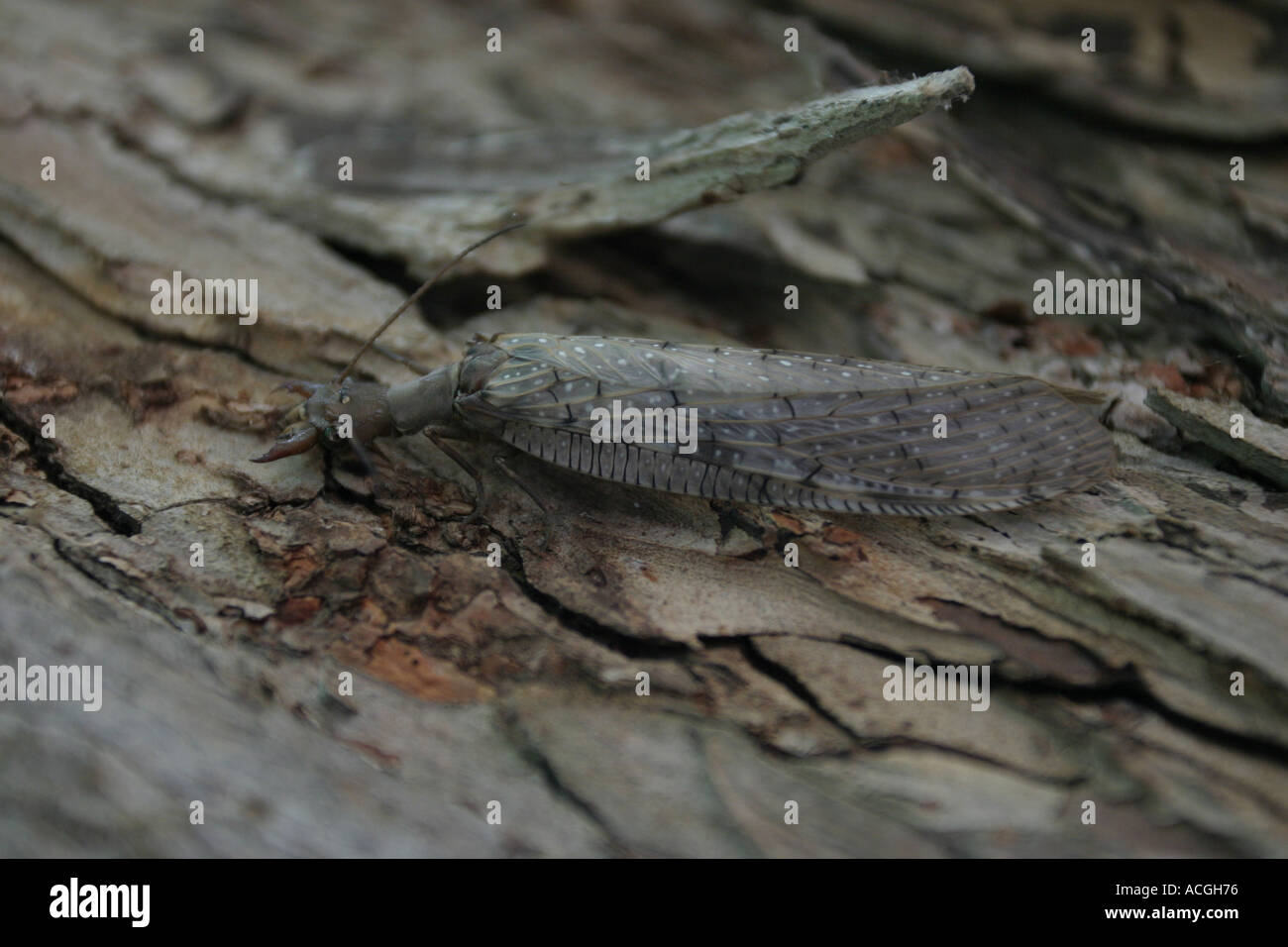 Dobsonfly High Resolution Stock Photography and Images - Alamy