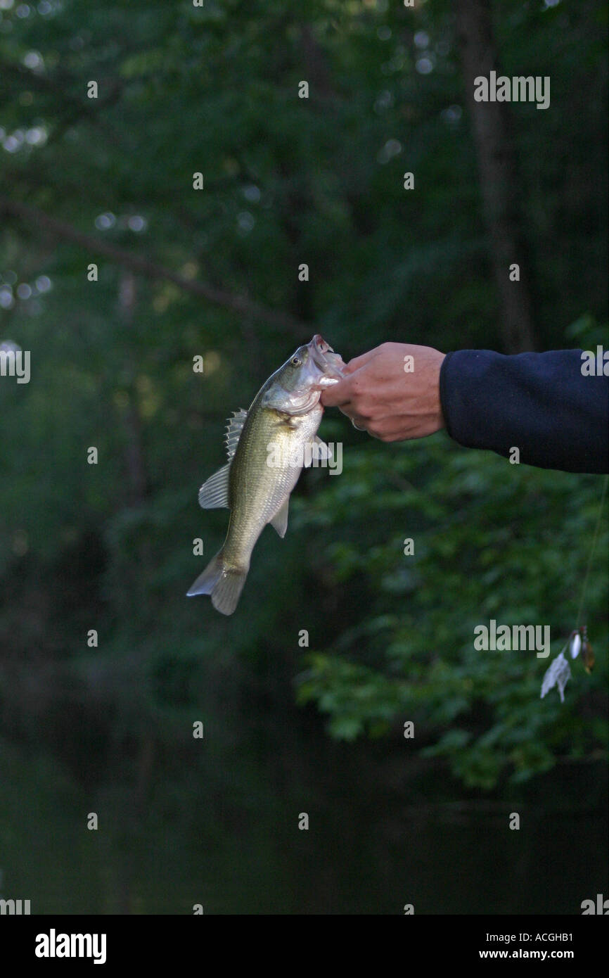 Small bass pulled from a lake in Texas Stock Photo - Alamy
