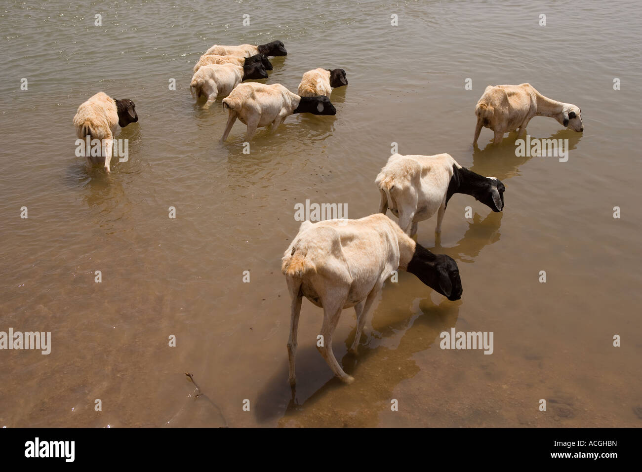 Sheep drinking from river hi-res stock photography and images - Alamy
