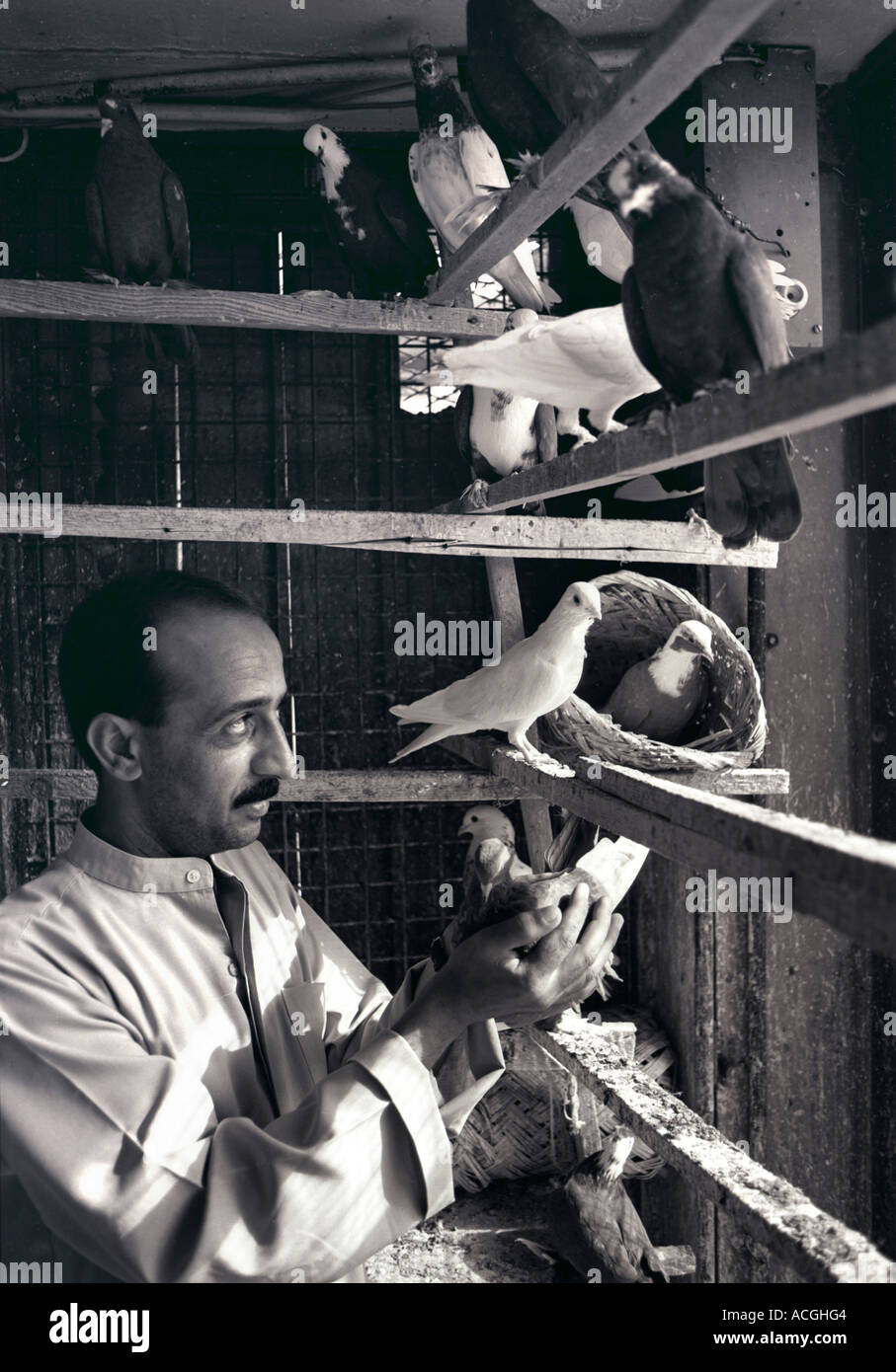 Racing Pigeon Fancier Baghdad Iraq Stock Photo - Alamy