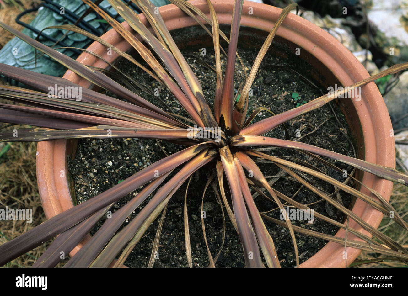 Torbay palm Cordyline australis in a a container killed basal rot ...