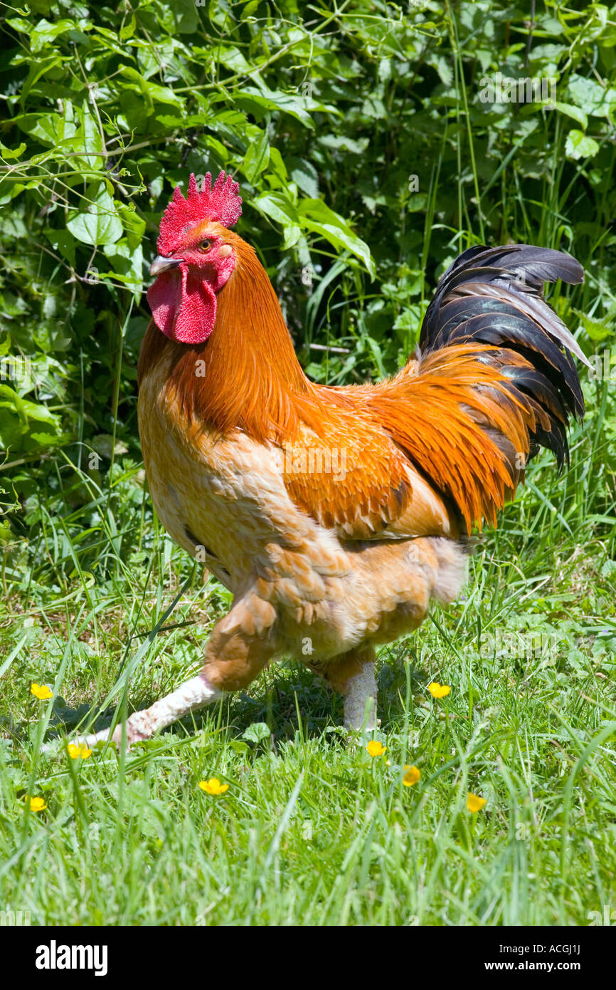 Free range chicken Stock Photo - Alamy