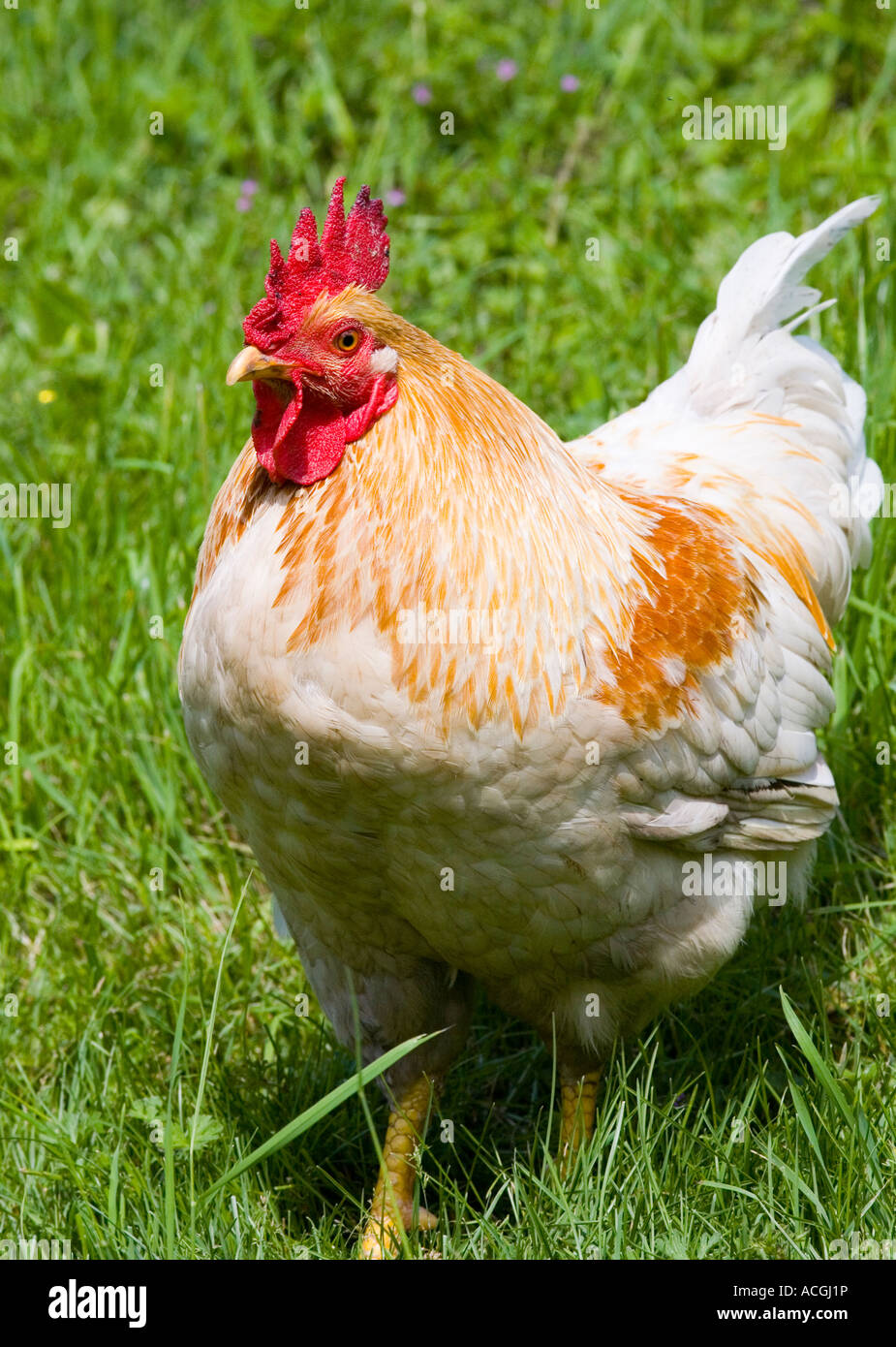 Free range chicken Stock Photo - Alamy