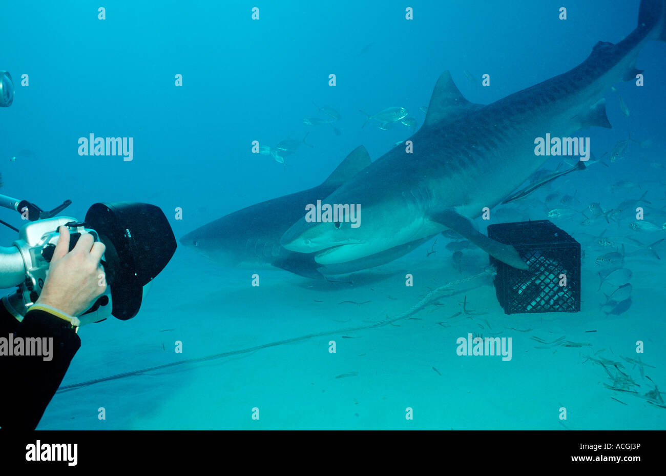 Tigershark hi-res stock photography and images - Alamy