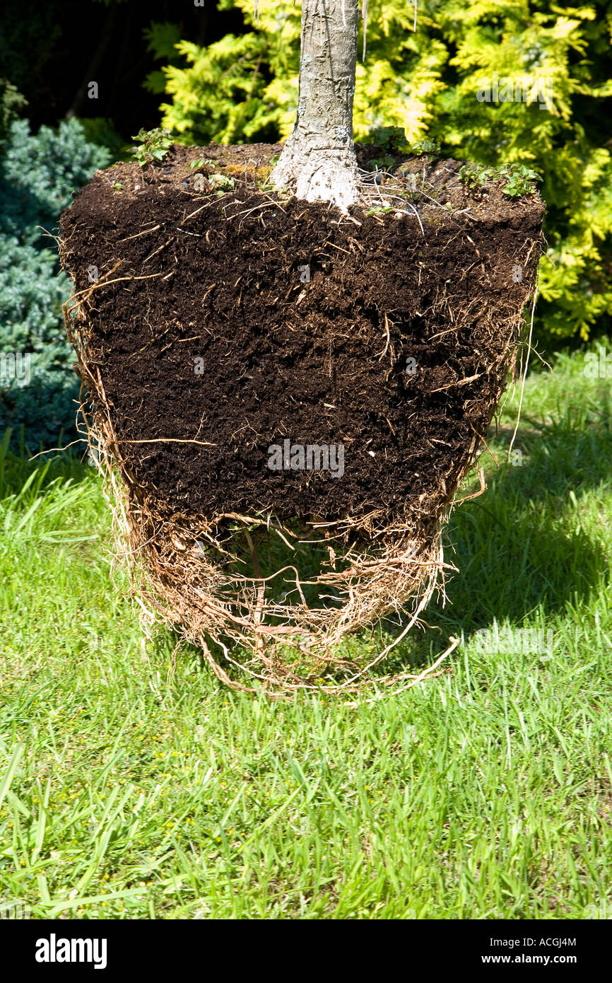 Plant system hi-res stock photography and images - Alamy