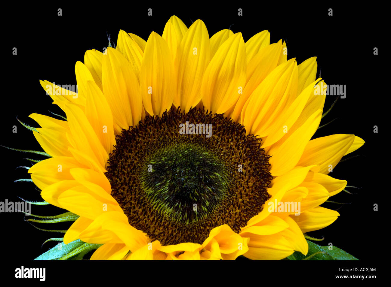 Head of sunflower plant Stock Photo - Alamy