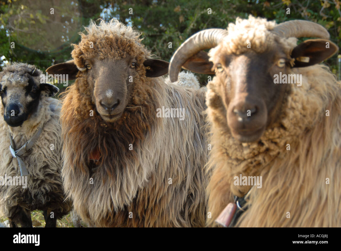 Three goats hi-res stock photography and images - Alamy