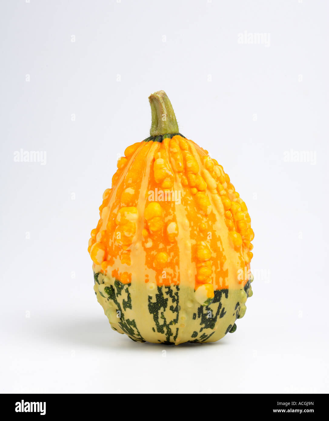 Gourd on white background Stock Photo - Alamy