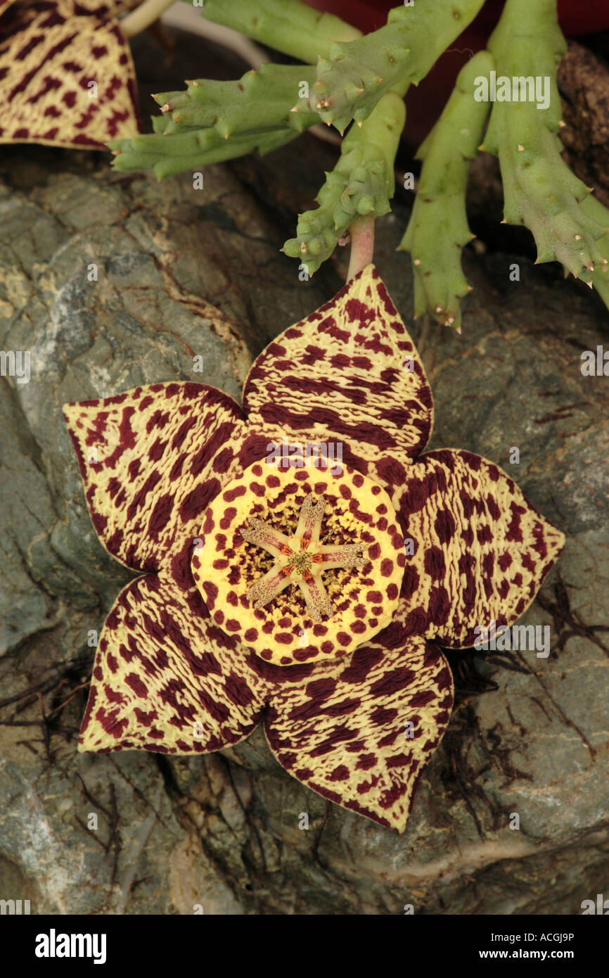 Orbea Stapelia variegata pale form Cultivated South Africa Stock Photo ...