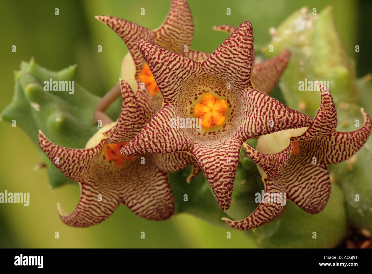 Stapelia flower Cultivated South Africa Stock Photo - Alamy
