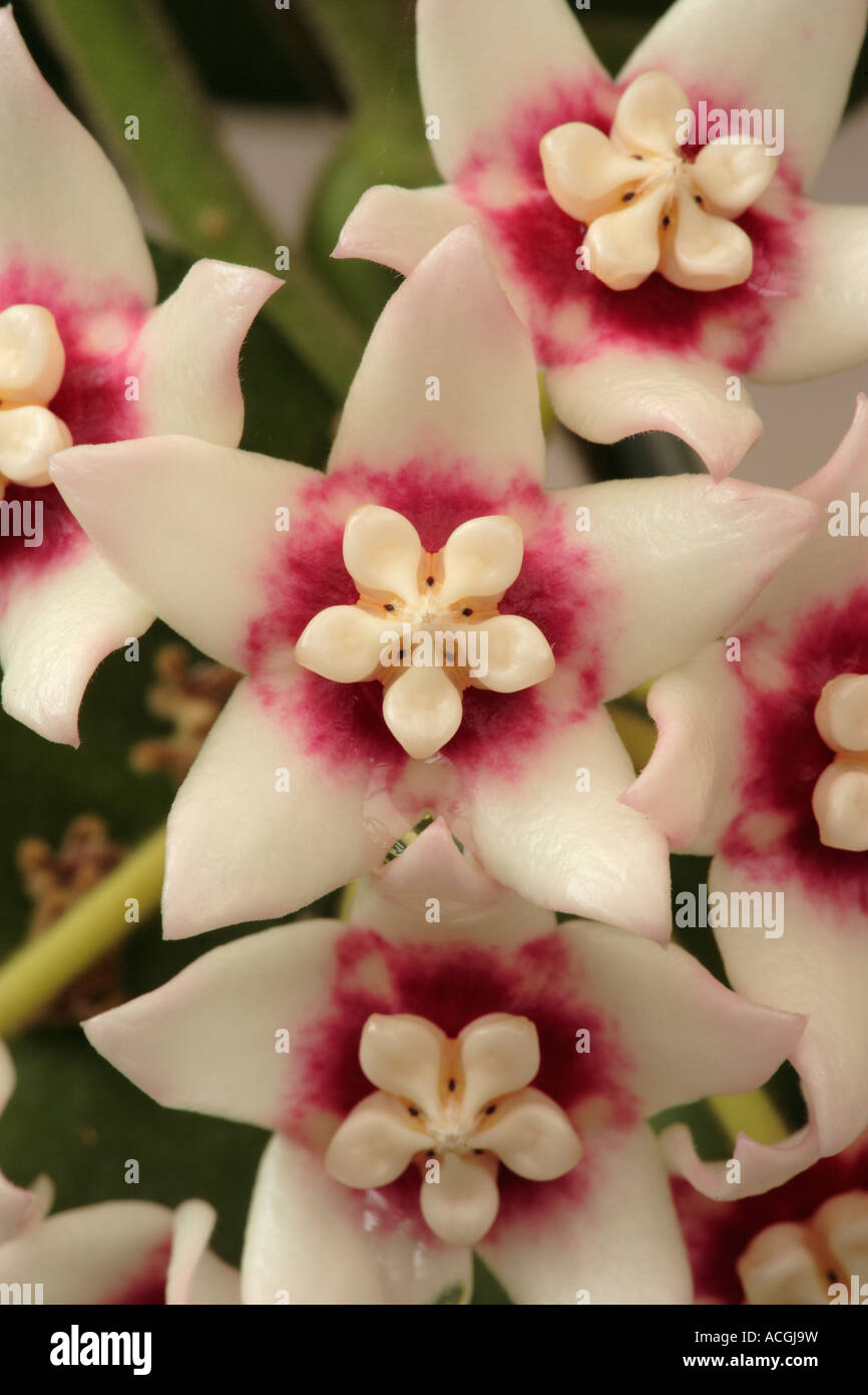 Wax flower Hoya species Stock Photo - Alamy