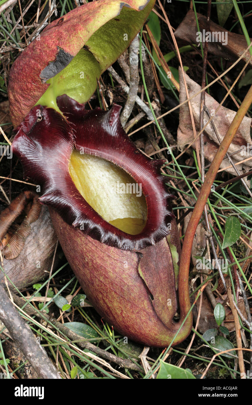 Nepenthes Rajah Life Cycle