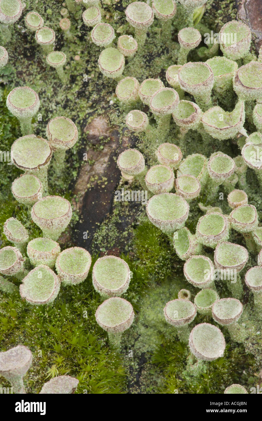 Trumpet lichen Cladonia fimbriata on pine stump Skipwith Common North ...