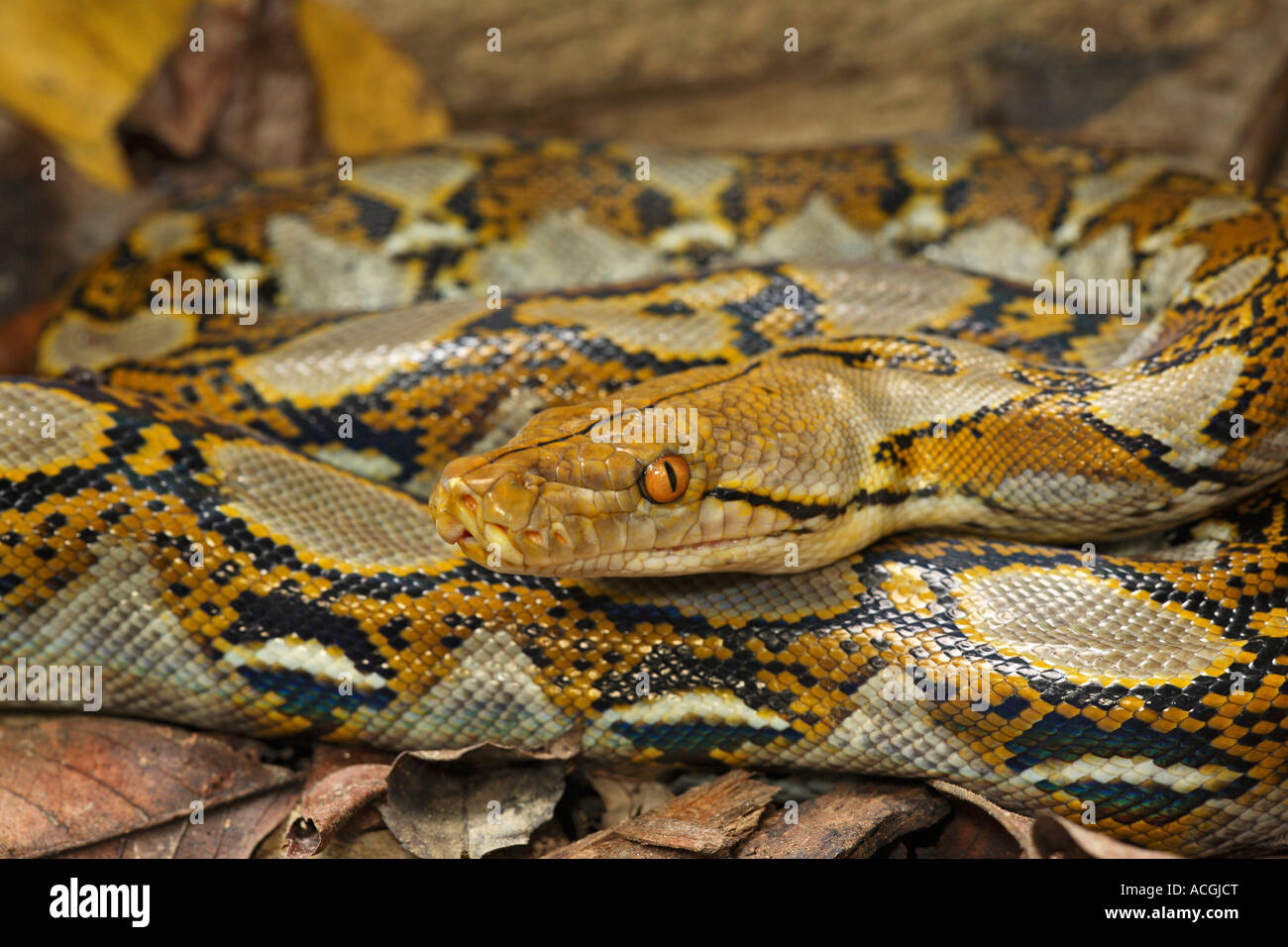 Reticulated python Python reticulatus in habitat Sukau River Sabah ...
