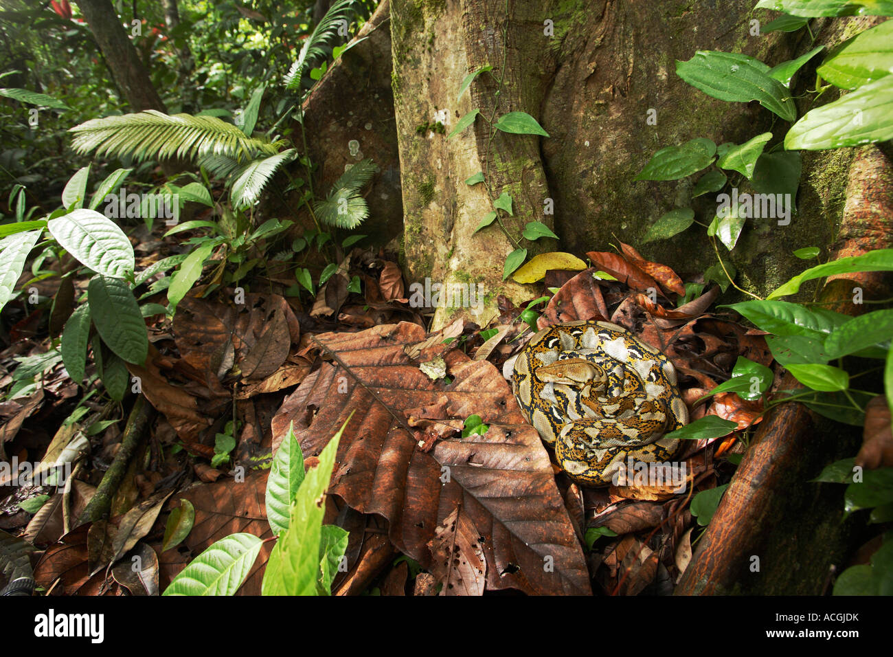 Reticulated python Python reticulatus in habitat Sukau River Sabah ...